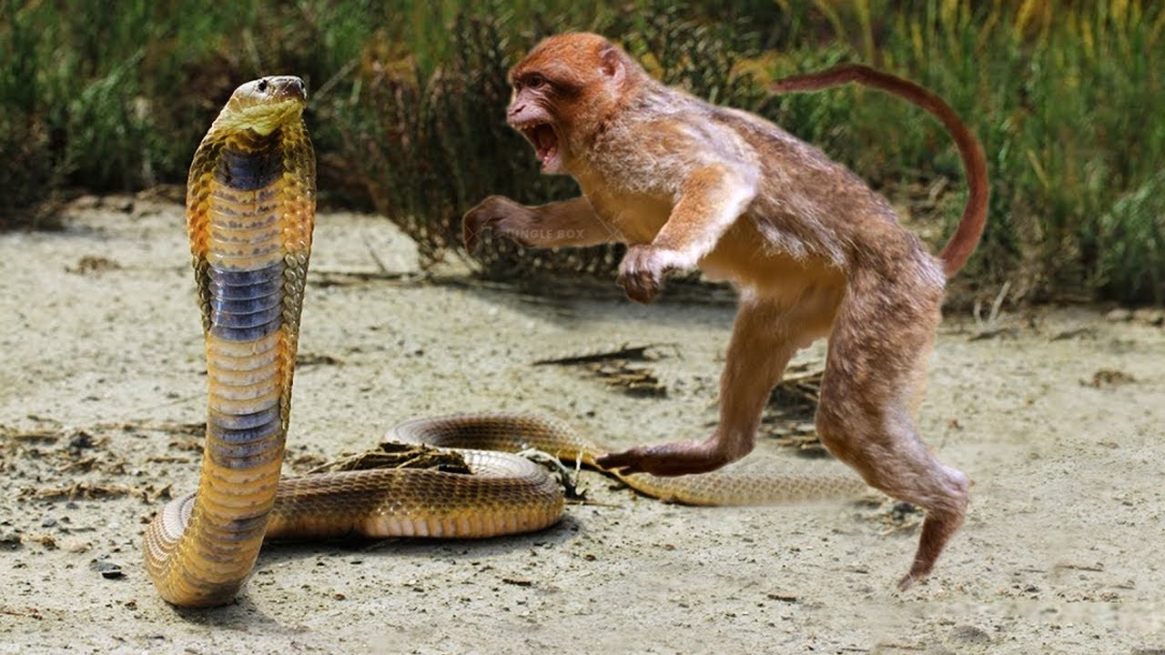The Battle For Life And Death 🐍 Wild Discovery Animals 2024 #8 - YouTube