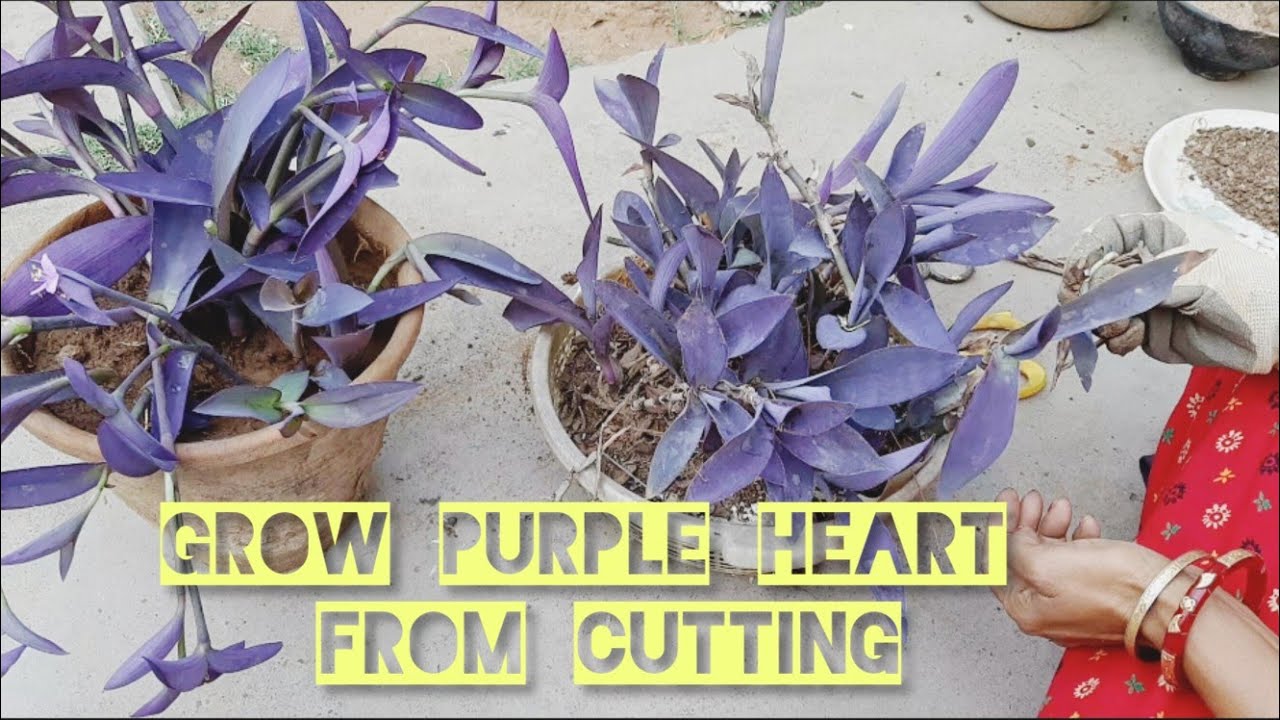 PURPLE HEART PROPAGATION BY CUTTING || PURPLE HEART PROPAGATION IN SOIL ...