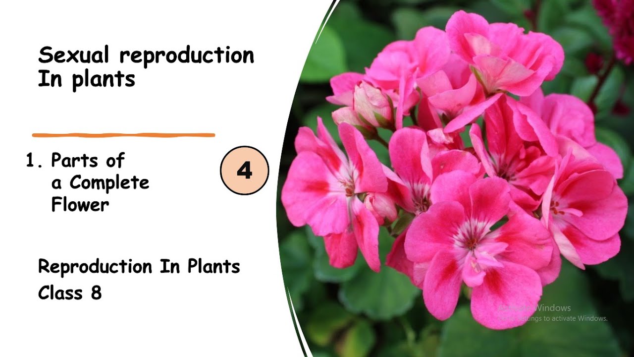 PARTS OF A COMPLETE FLOWER | REPRODUCTION IN PLANTS | CLASS 8 | CBSE ...