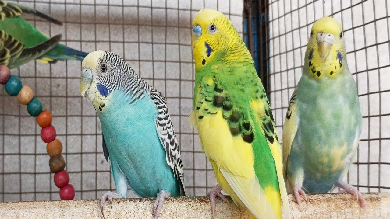 3 Hr Budgies Chirping Talking Singing Parakeets Sounds Reduce Stress ...
