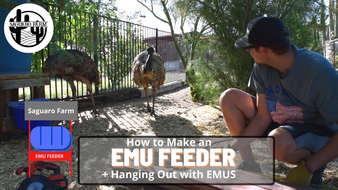 How to Make a Protected EMU FEEDER + Hanging out with our EMUS - YouTube