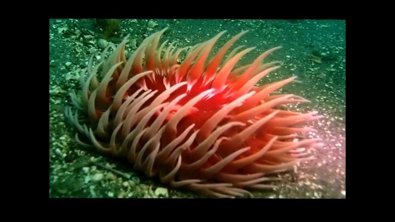 Sand-Rose Anemone (Urticina columbiana) - YouTube