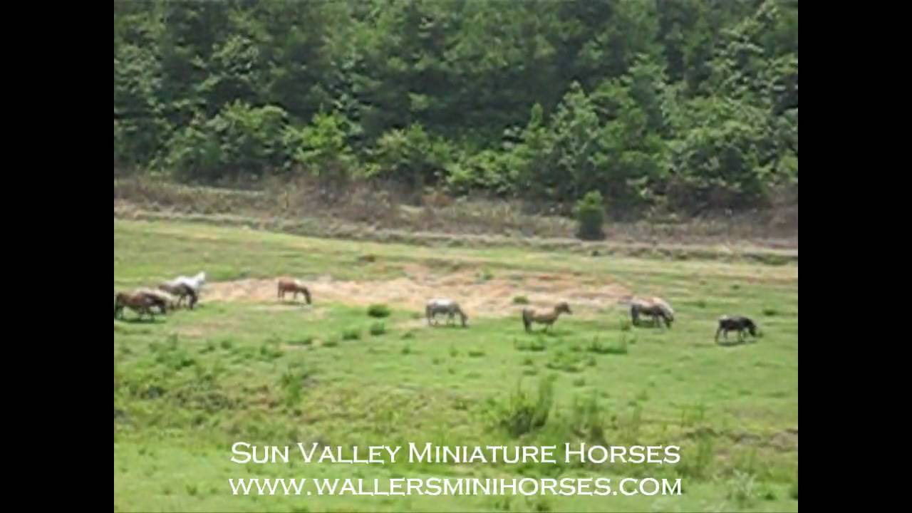 Sun Valley Miniature Horses - YouTube