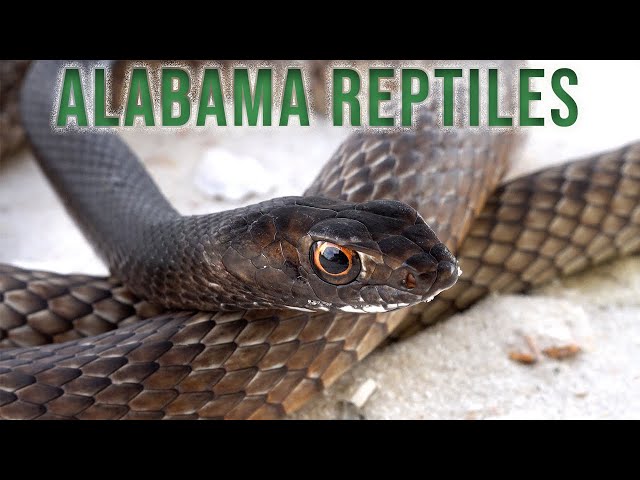 Snake Alabama