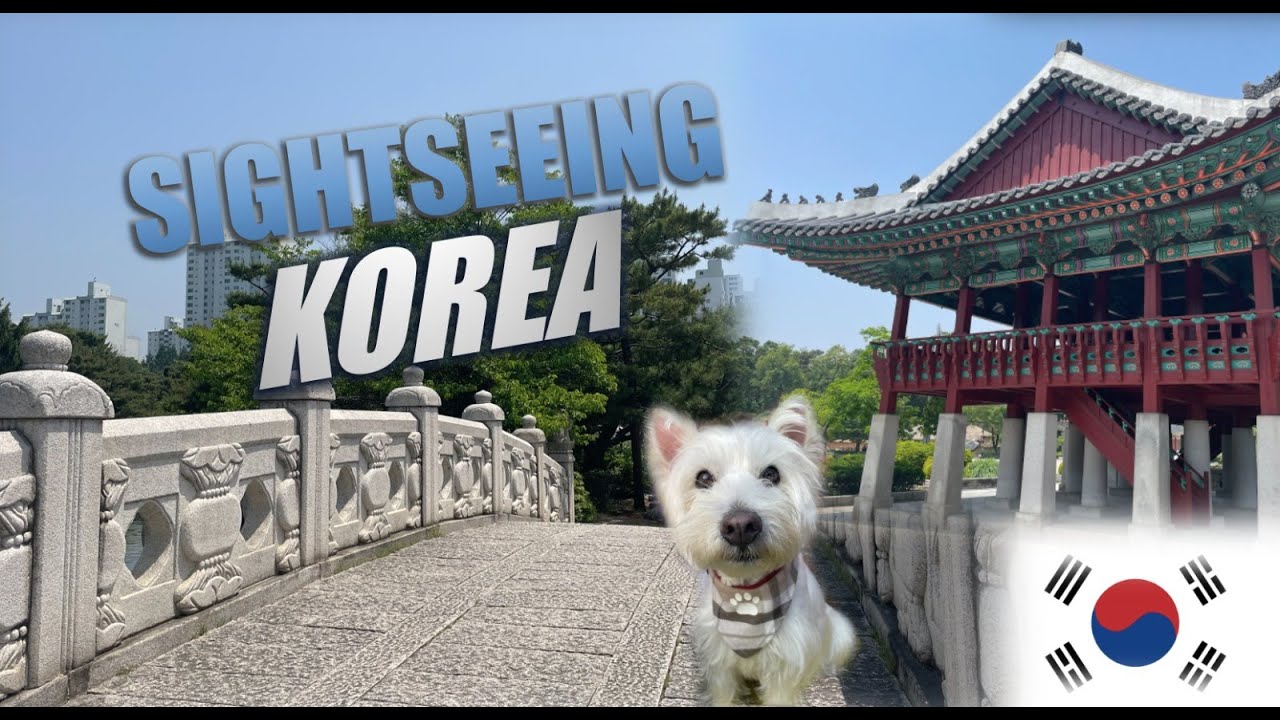 SIGHTSEEING IN SOUTH KOREA WITH A CUTE DOG - YouTube