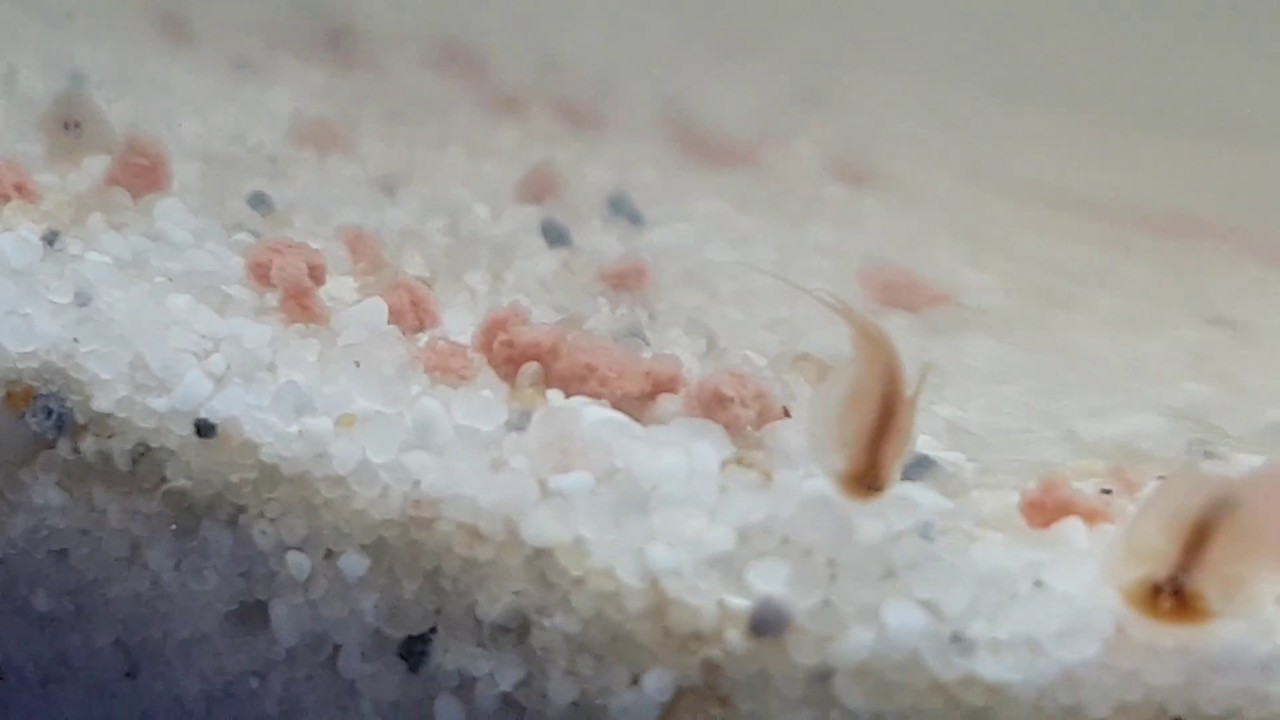 Tag 7 (triops Longicaudatus) Die ersten richtigen Triopse - YouTube