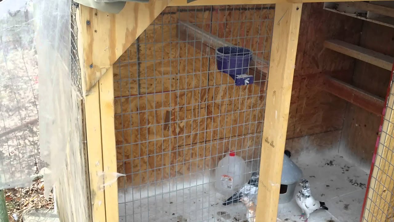 TIPPLER PIGEONS - YouTube