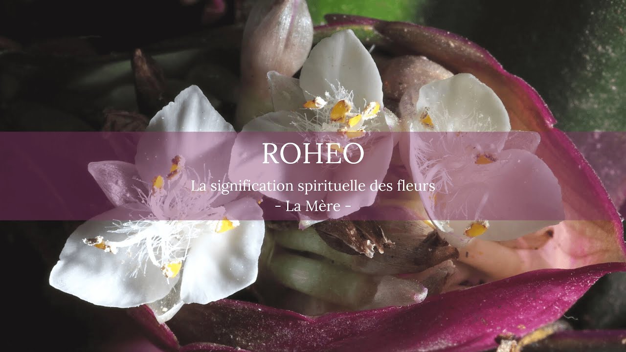 Roheo - La présence divine | La signification spirituelle des fleurs ...
