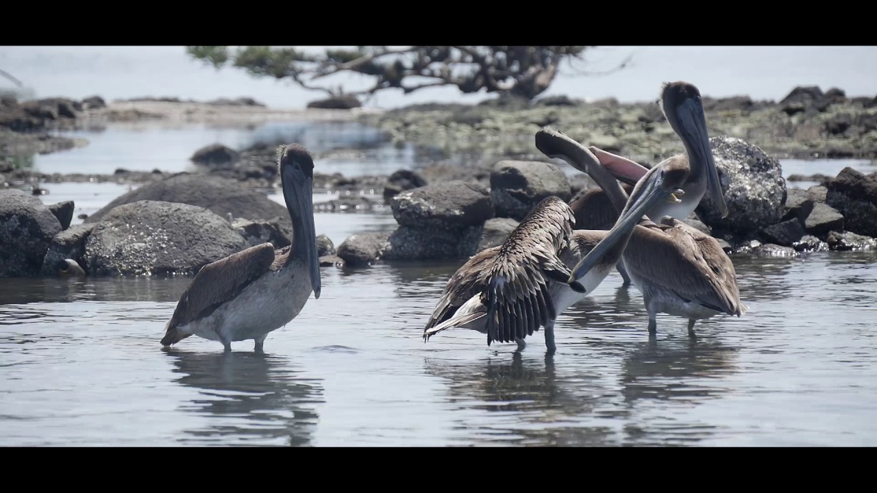 Isla de Chira, maravilla de Costa Rica - YouTube