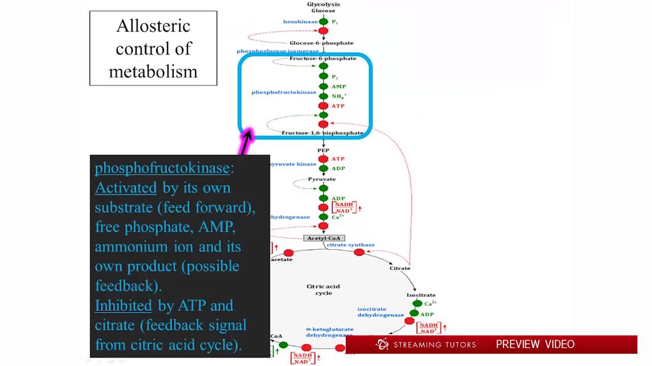 Biochemistry Metabolic Regulation tutorial - YouTube
