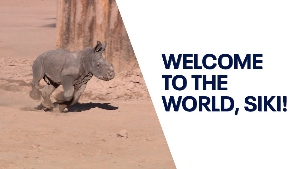 Wildlife World Zoo Celebrates Special New Addition YouTube wildlife-world-zoo-celebrates-special-new-addition-youtube
