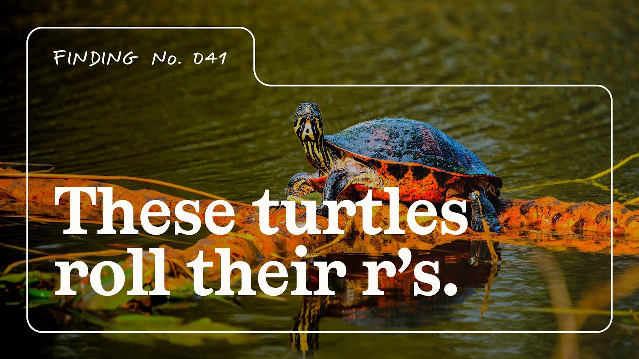 These turtles roll their r's — Close, but different - YouTube