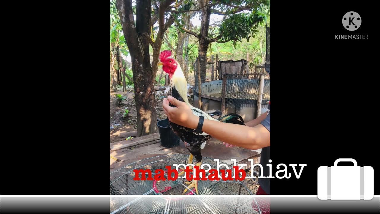 qaib sib ncaws - YouTube