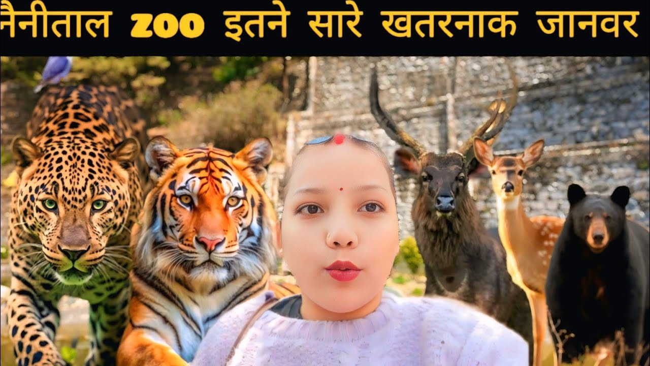 मैने पहली बार देखा बंगाल टाइगर 🐯😱Nainital zoo ️itne sare जानवर 😱#vlog #trending #viralvideo #zoo ...