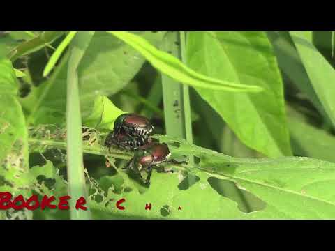 Que es esto ? Insectos apareandose