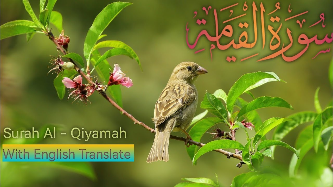 Surat ul Qiyamah Surah Al Qiyamah سورة القيامة Full With Arabic Text
