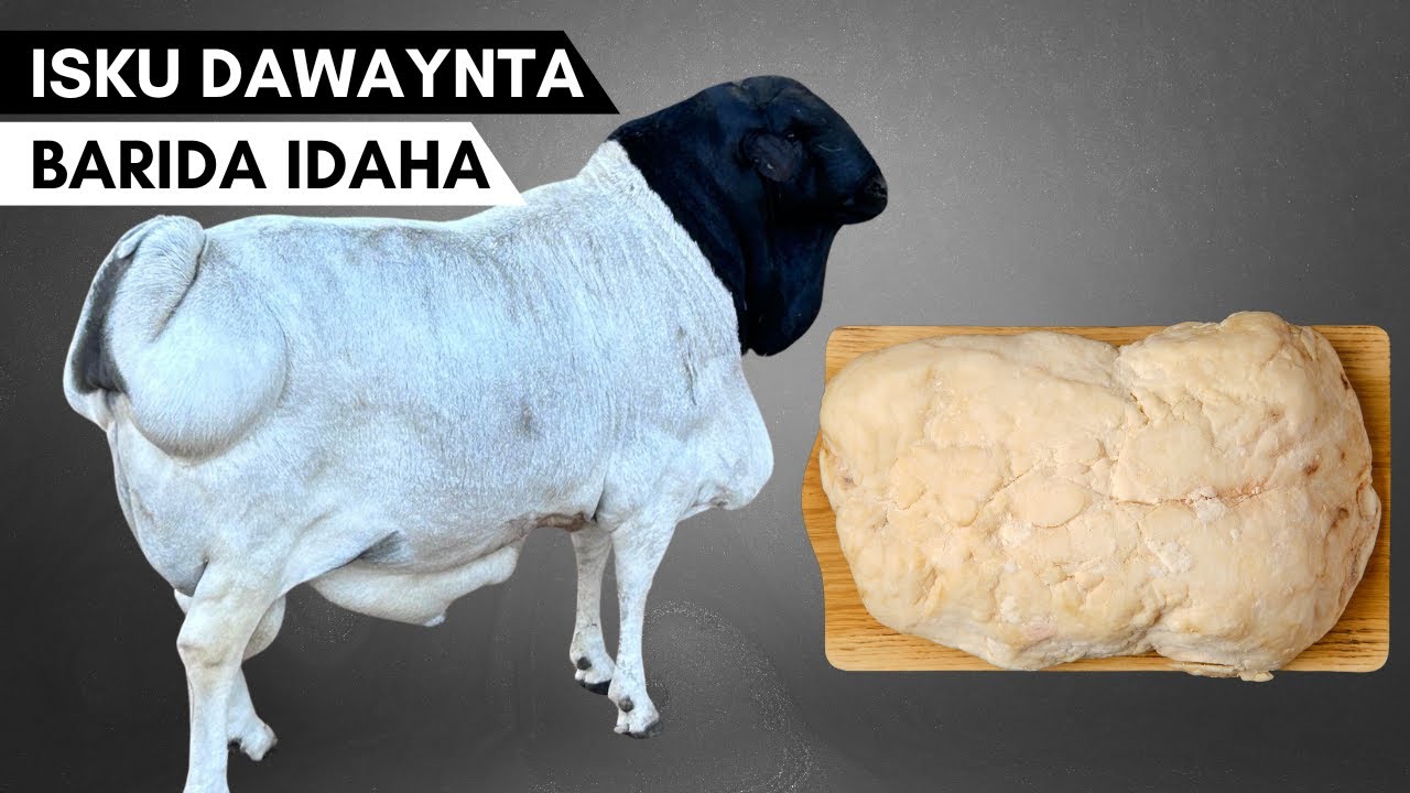 Qaabka Saxda Ah Isku Dawaynta Subaga Barida Idaha Iyo Waxyaabaha Ay Cilmi Baarayaashu Ku ...