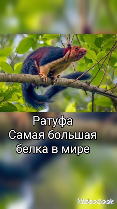 самая большая белка в мире - YouTube