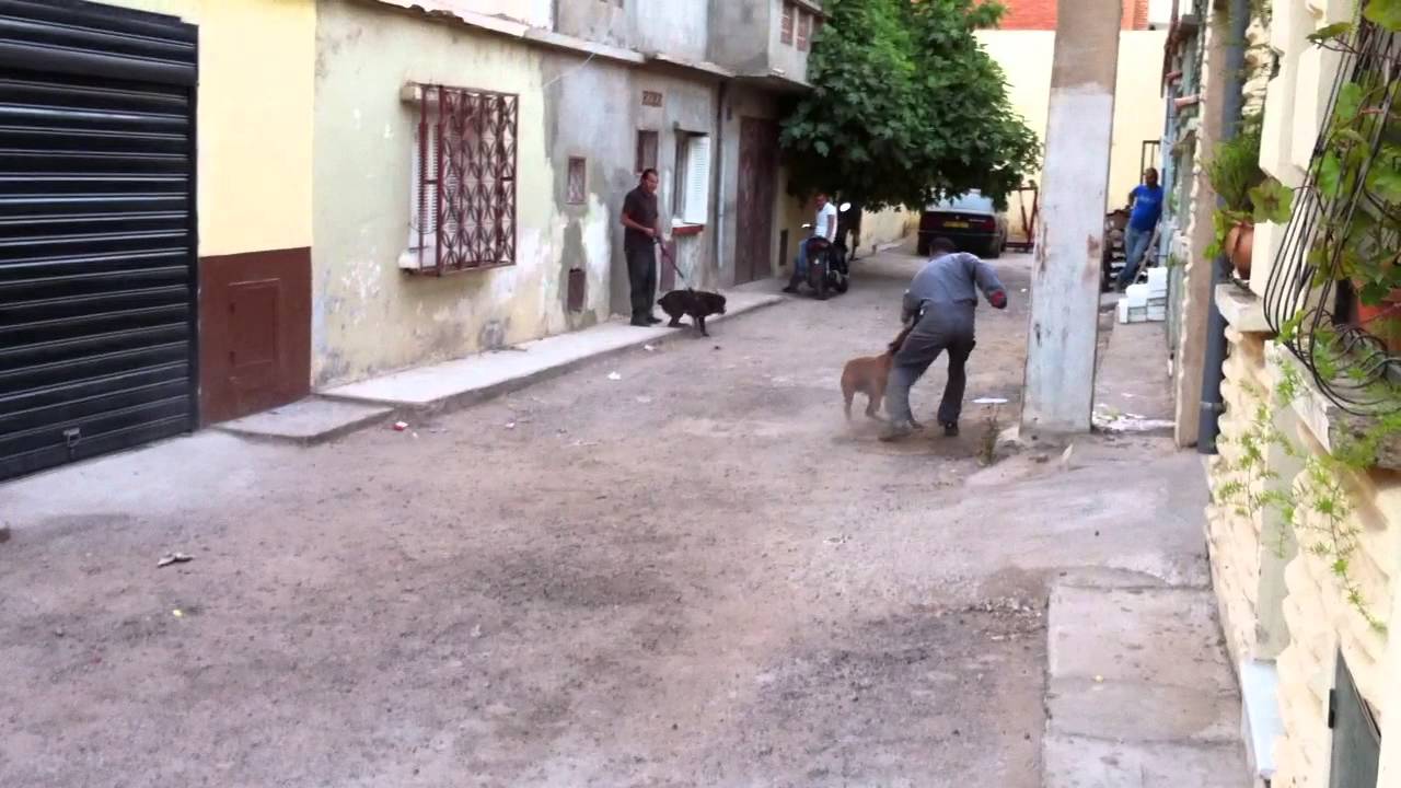 Dog Algérien - YouTube