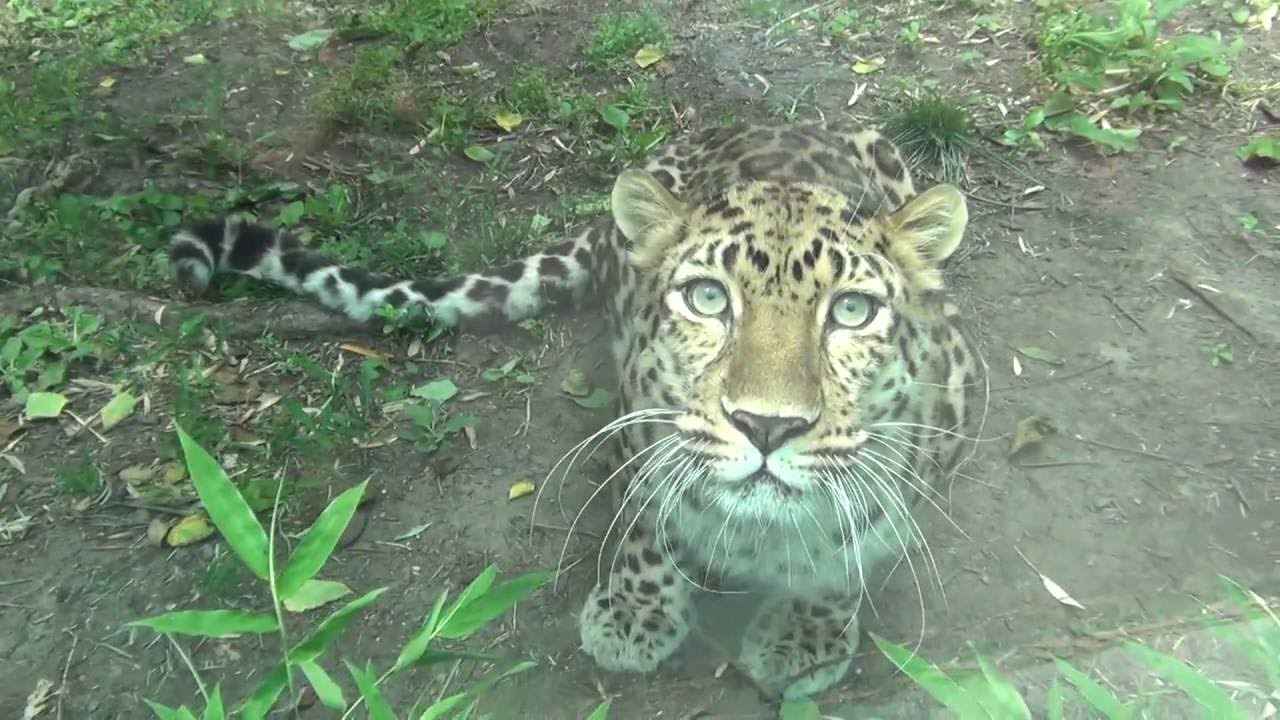 Animal Bytes: Amur Leopard Teeth Cleaning! - YouTube