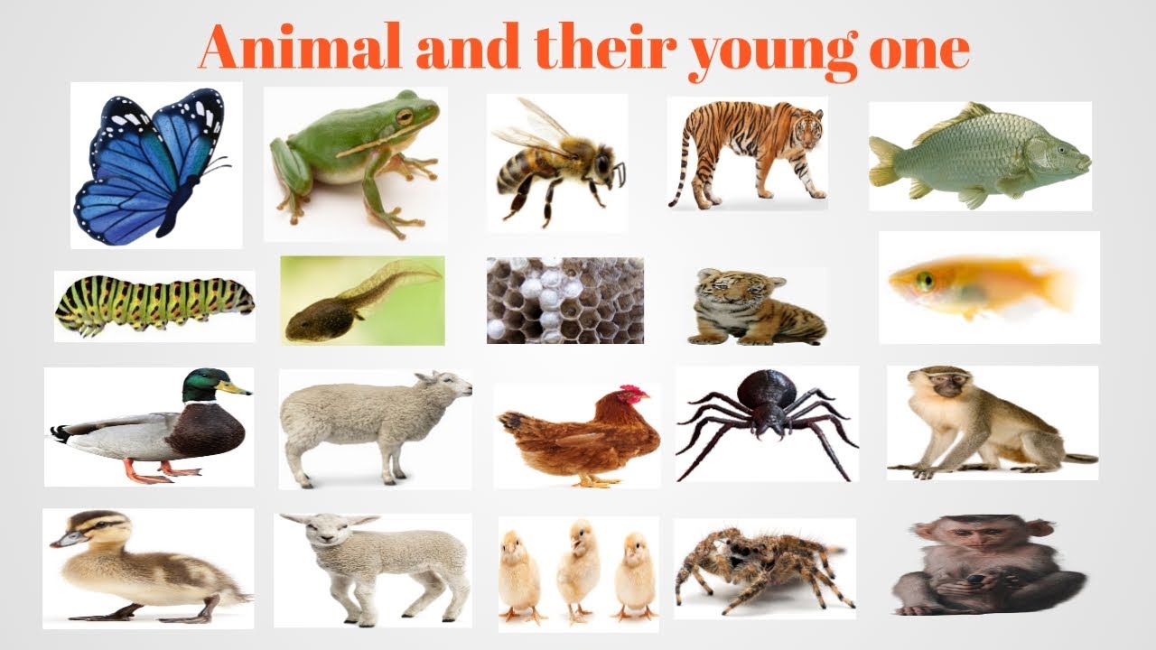 Animals and their young ones, Animal and their babies name, Animal and ...