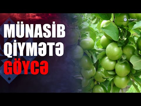Saatlıda becərilən “Göycə” alçası xaricə də satılacaq