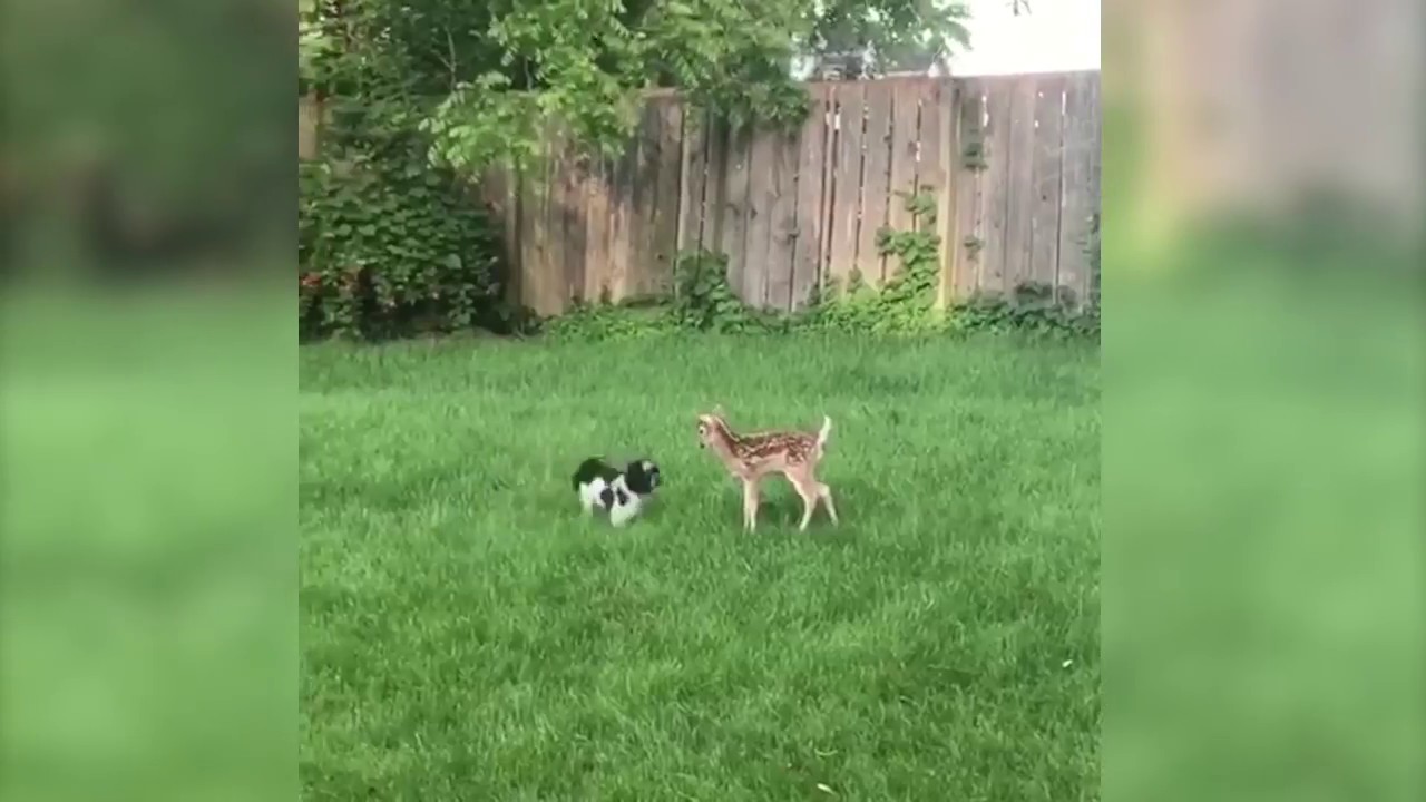 Dog and Baby Deer Play Together in the Backyard - YouTube