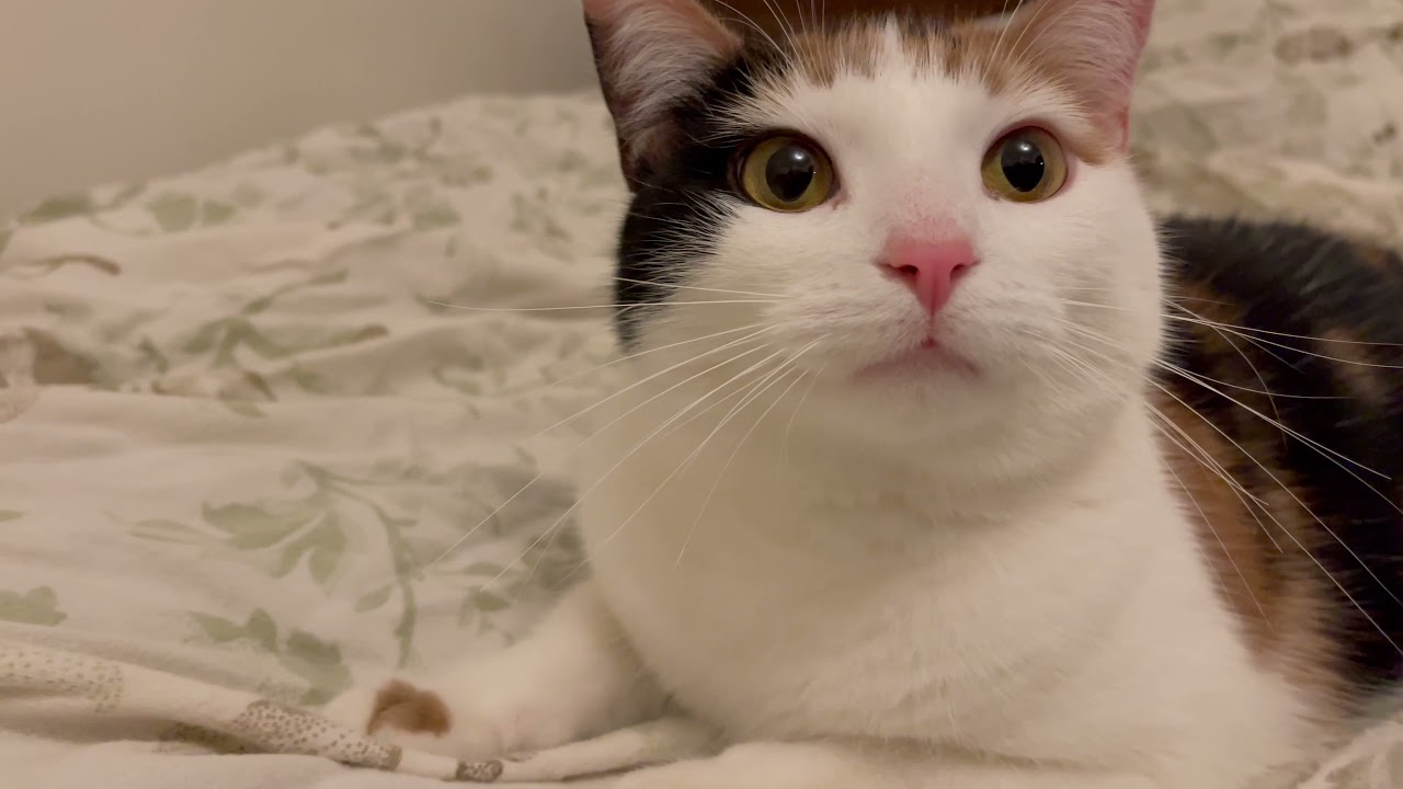 The what’s up nod - YouTube