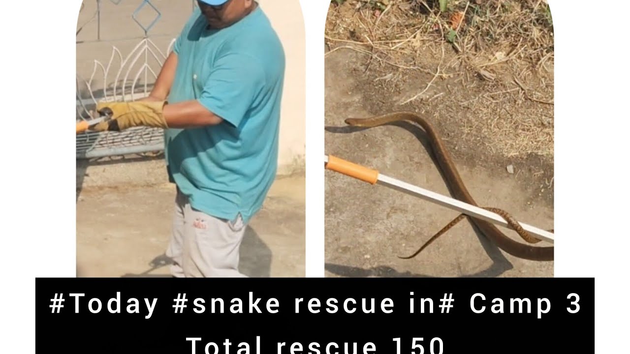 #Today #snake rescue in# camp 3 Total rescue 150 - YouTube