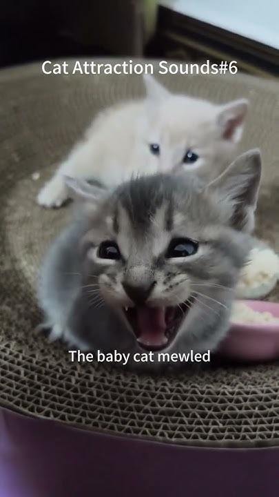 Meow language #2 - YouTube