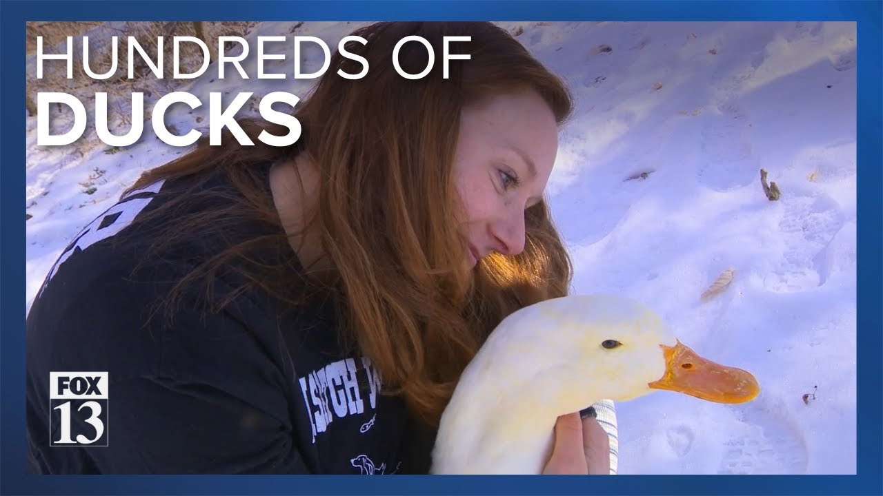 Mom earns national award for rescuing hundreds of ducks - YouTube