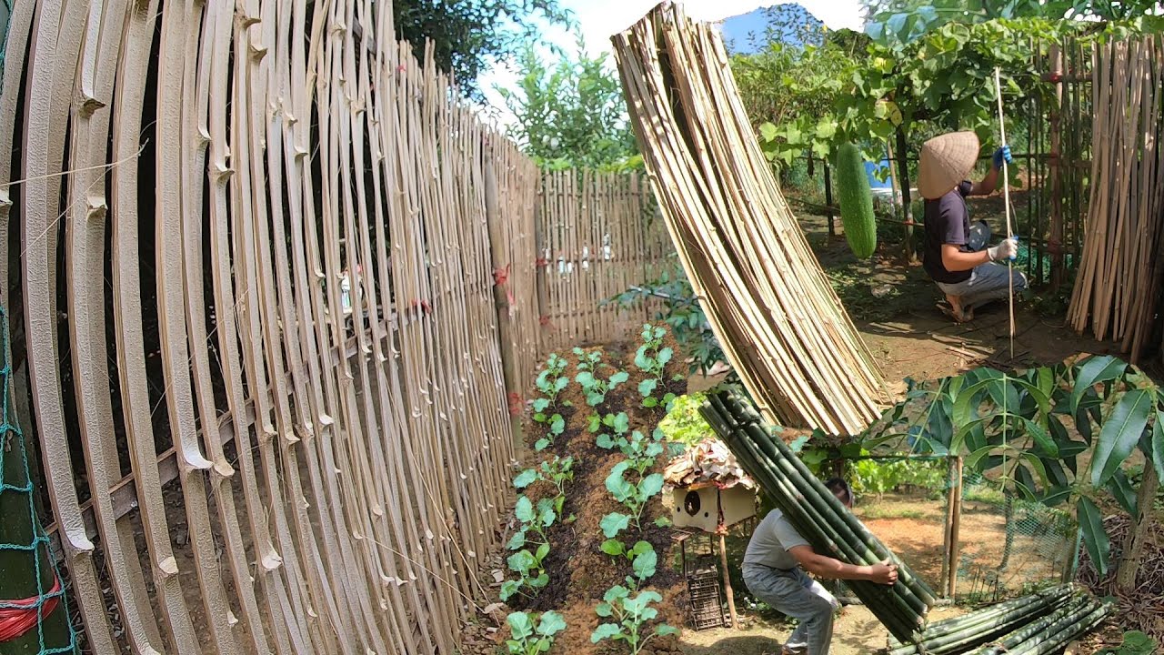 Build a 30m Long Bamboo Fence (Free) |Grow Vegetables - farm life p4 ...