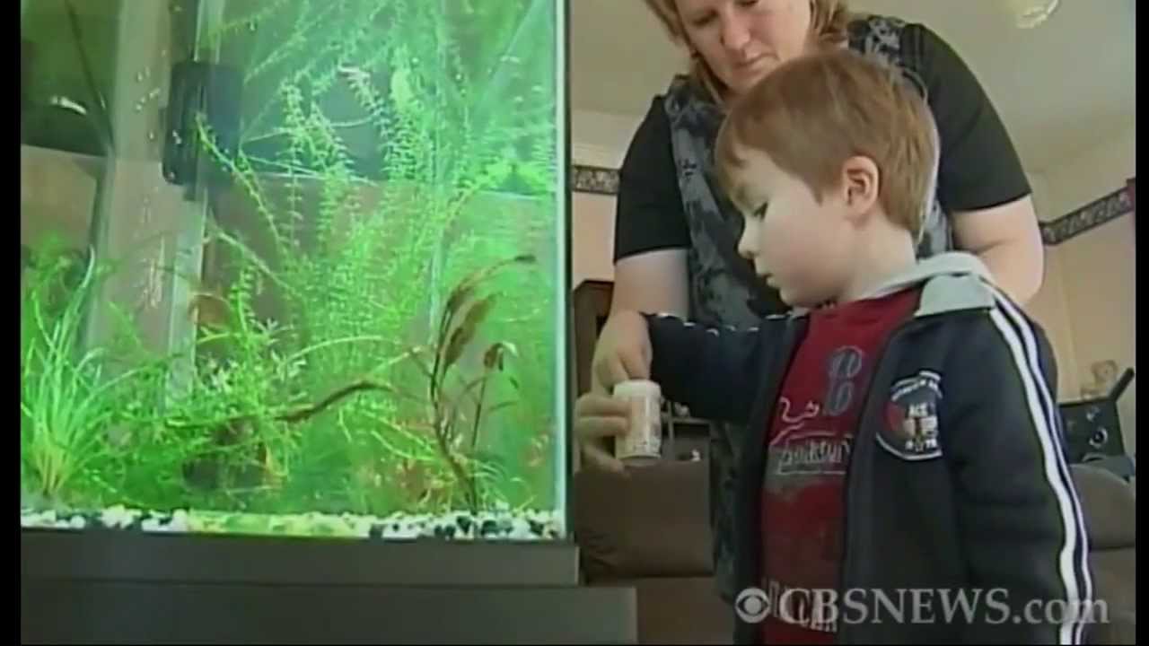 Missing goldfish found after the quake - YouTube