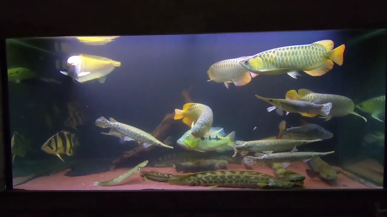 Orino peacock bass arowana true spotted gar indo tiger bichir African ...