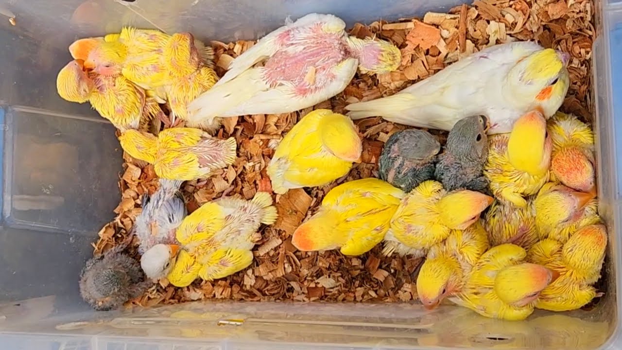 yellow ringneck baby parrot | Color Ringneck Chick Male Female Identify ...