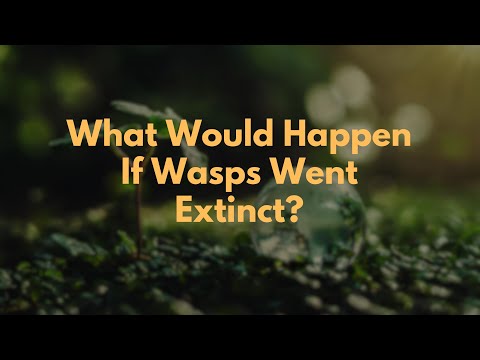 Are There Any Extinct Wasps