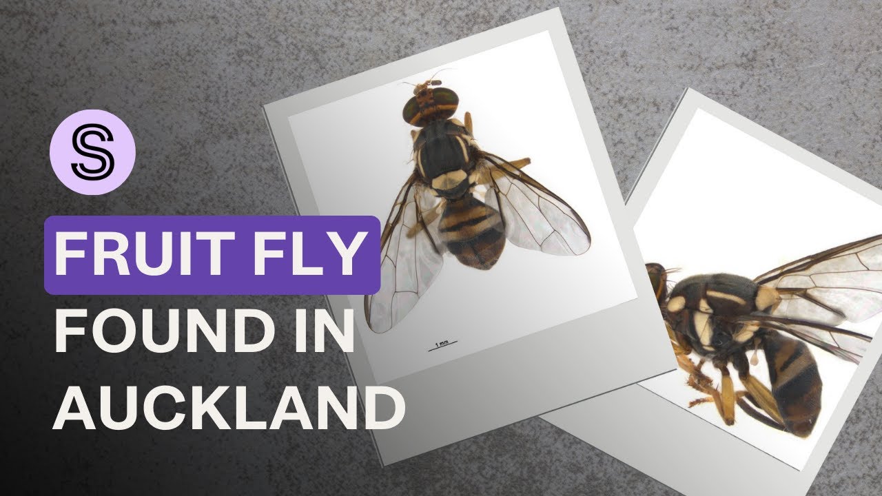 An oriental fruit fly has been discovered in Auckland - so what happens ...