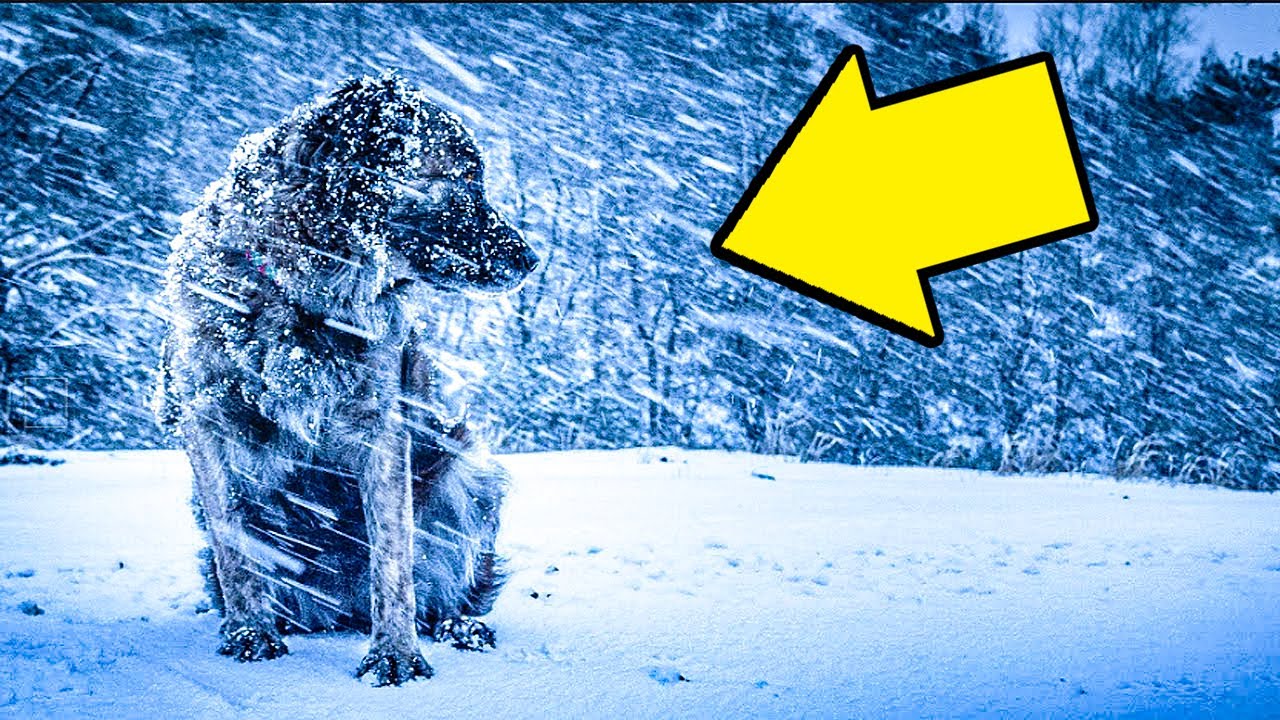 The dog sat under the snow for several days, when they decided to help ...