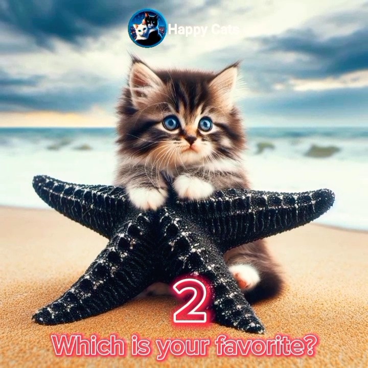 Starfish and Kittens ⭐ Your favorite? 🐈 ️🏖️ #cats #kitten #cute #neko # ...