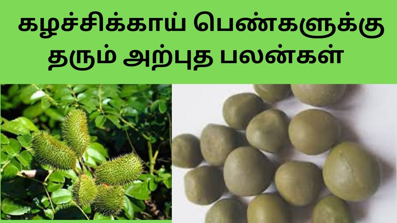 நரம்புகளுக்கு பலம் தரும் கழற்சிக்காய்-kalarchikai benefits tamil - YouTube