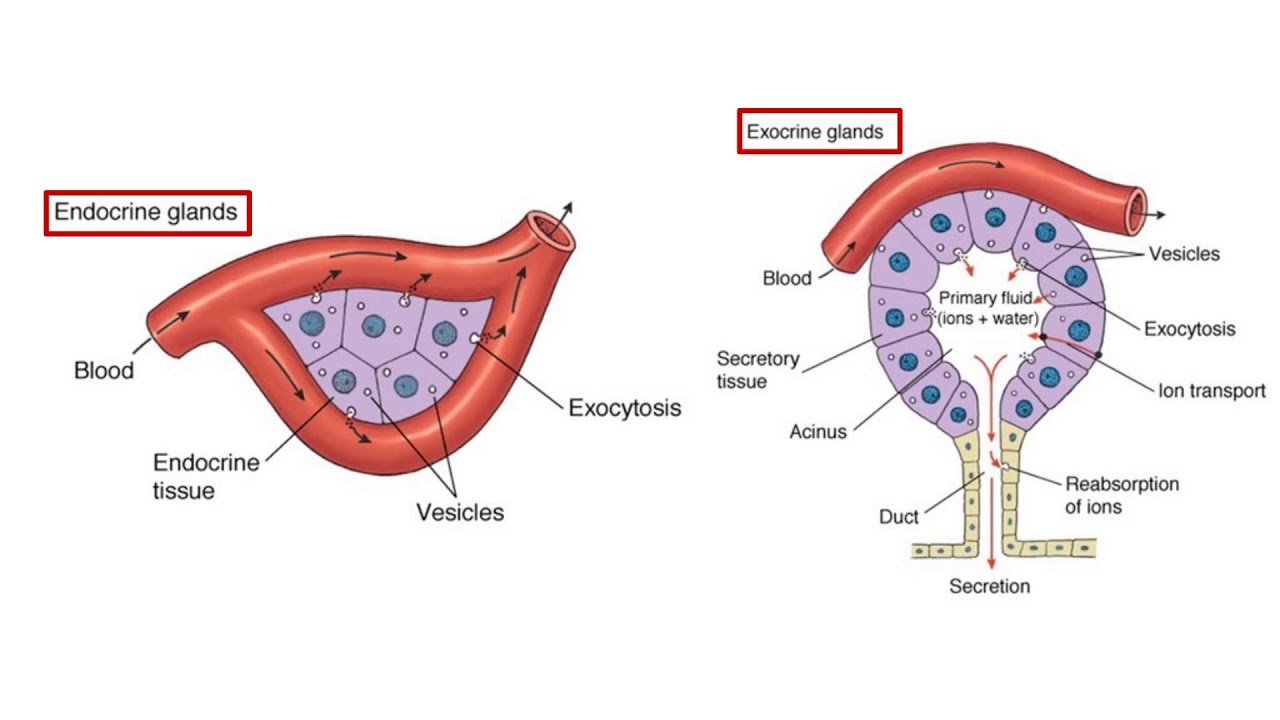 4 Basic Tissues in the Body - YouTube
