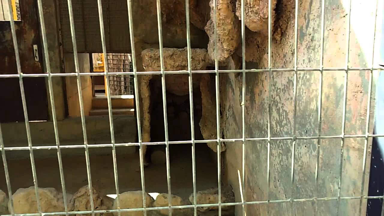 Common Fox at Negev Zoo Beer Sheva. 10.07.2013 - YouTube