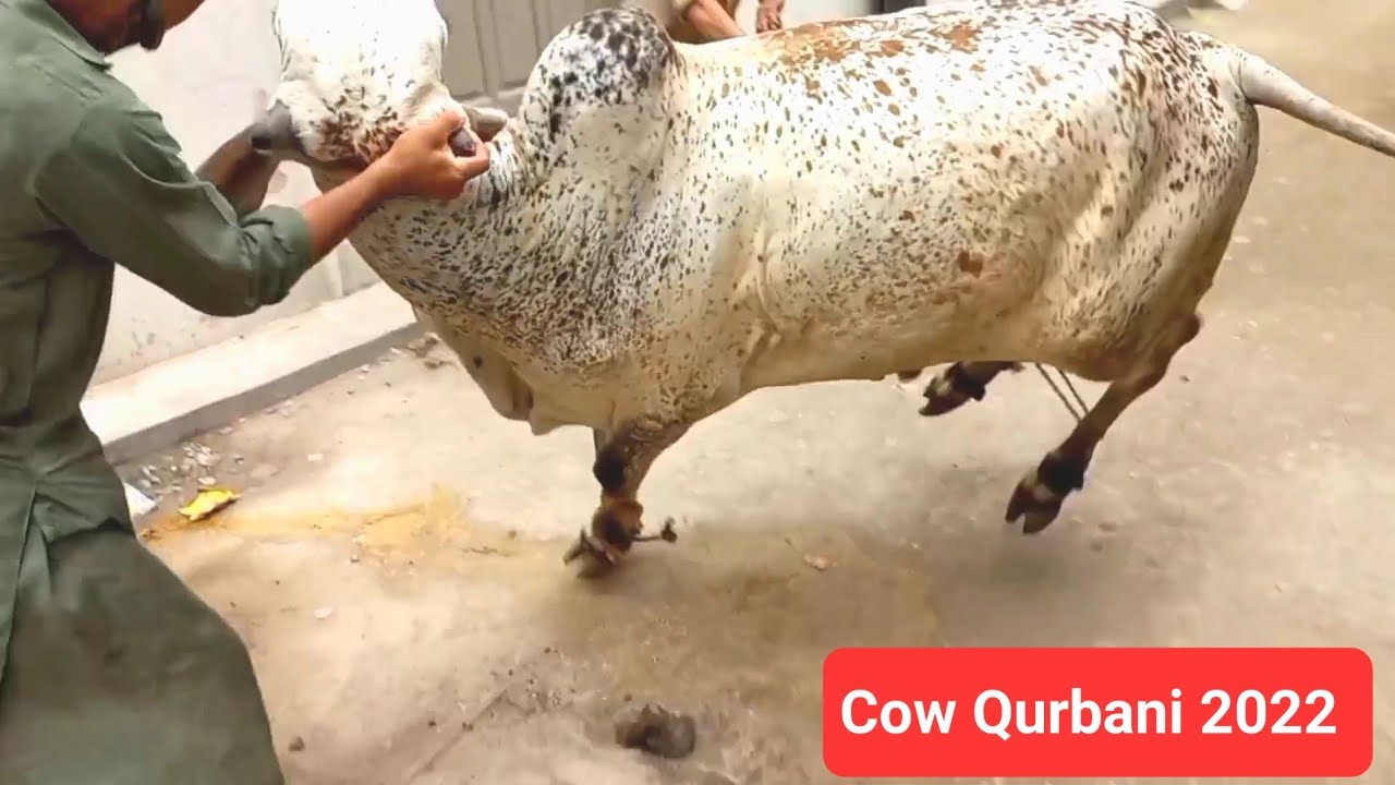 How to muslim cut cow ||Cow Qurbani - YouTube