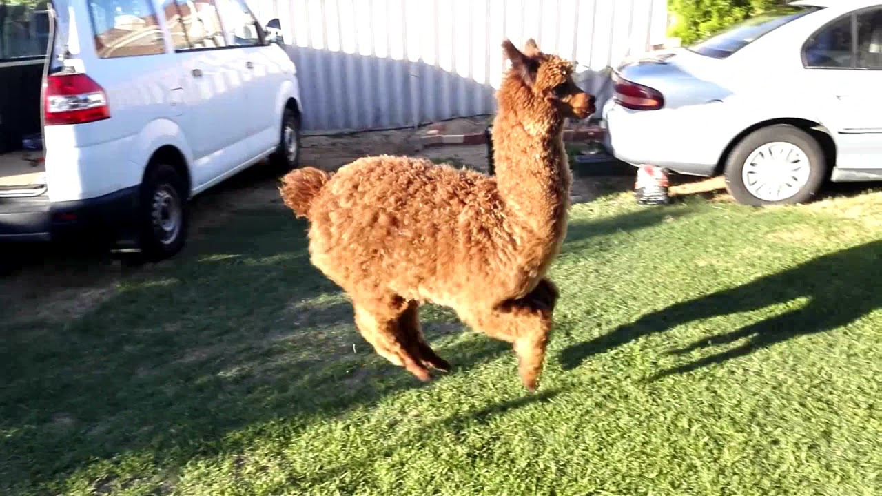 Jumping Alpaca