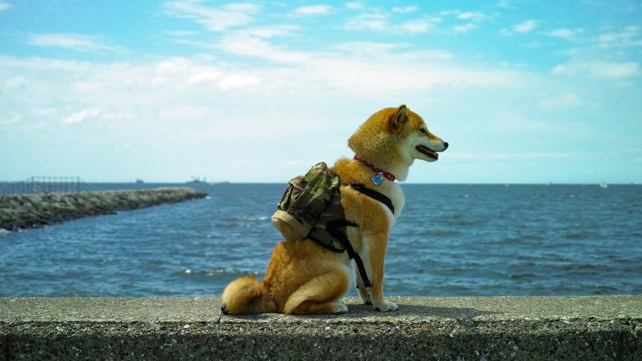 How to Train Your Shiba Inu for Obedience Competitions - YouTube