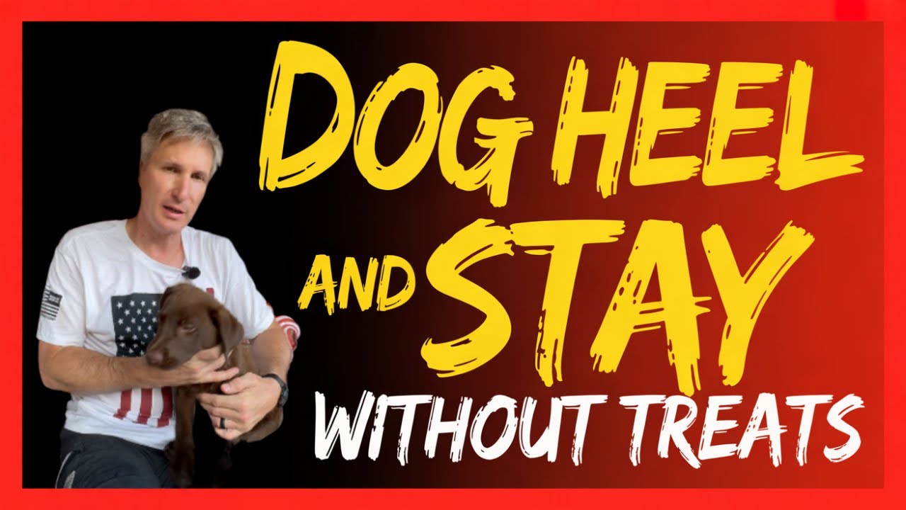 How I Teach My Dog Heel and Stay So Easily! - YouTube