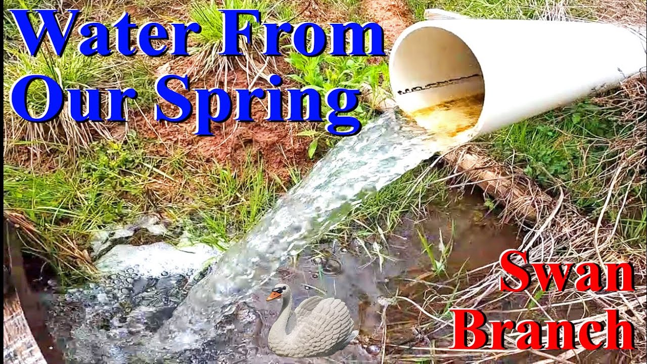 Spring Water on the farm is Flowing Great - YouTube