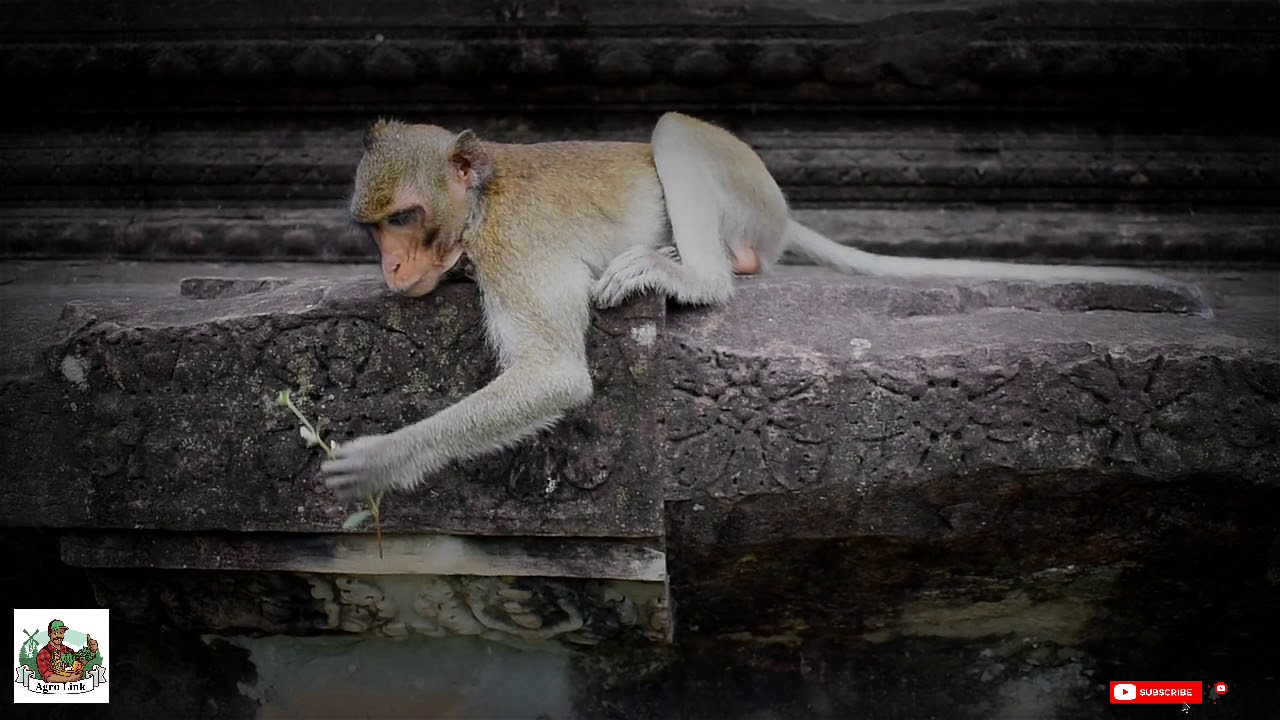 Single monkey - YouTube