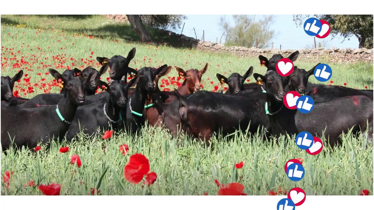 Raza Murciano Granadina (CAPRIGRAN) - YouTube