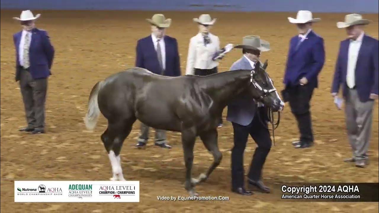 Weanling Geldings - 2024 AQHA World Championship Show - YouTube